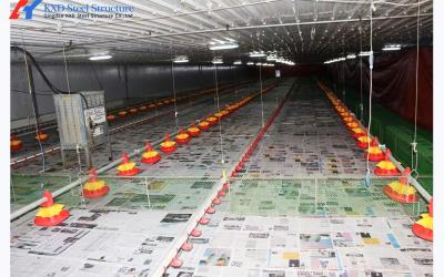 Quality Custom Broiler Poultry Equipment Automatic Broiler Feeding System for sale