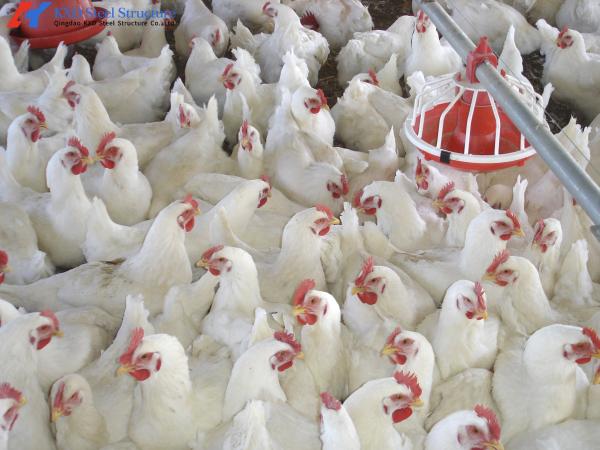 Quality Custom Broiler Poultry Equipment Automatic Broiler Feeding System for sale