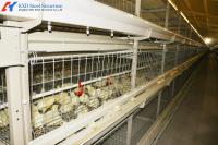 China Chicken Poultry Cage H Type Layer Chicken Cage Automatic Feeding System for sale