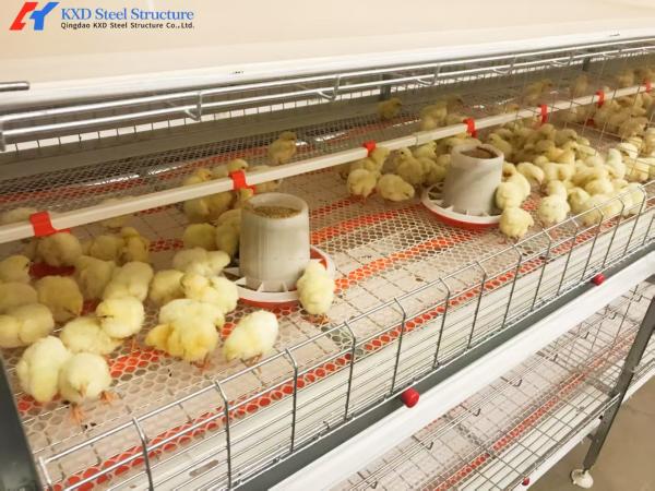 Quality Multifunctional Broiler Chicken Layer Battery Cage Automatic Poultry Farming for sale