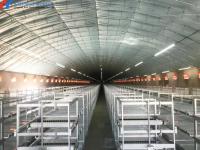 China A Type Galvanized Laying Hen Cages Automated Layer Poultry Cage for sale