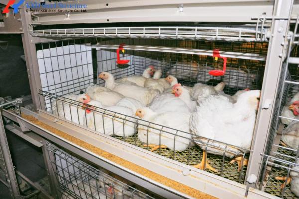 Quality Multifunctional Broiler Chicken Layer Battery Cage Automatic Poultry Farming for sale