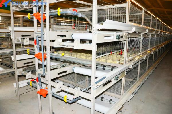 Quality Easy Install Broiler Chicken Cage Automatic Chicken Feeding System For Poultry for sale