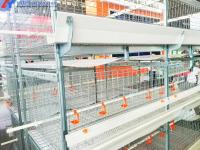Quality Fully Automated Broiler Chicken Cage System For Philippines Poultry Farming for sale