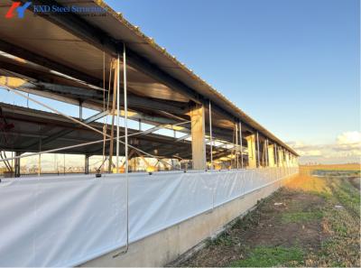 China Easy Build Piggery Shed Construction Steel Structure Cow House Construction for sale