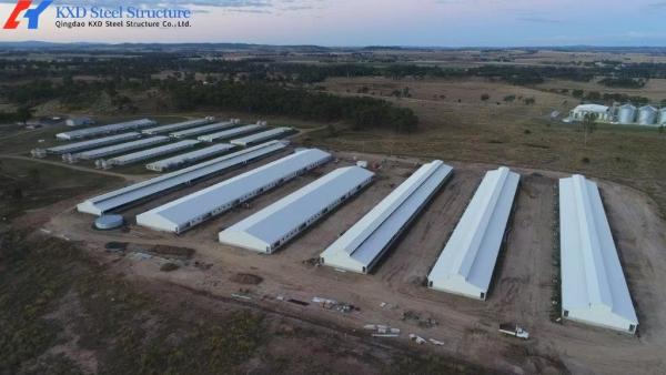 Quality Steel Structure Space Frame Piggery Shed , Cow House Shed Farm Building for sale