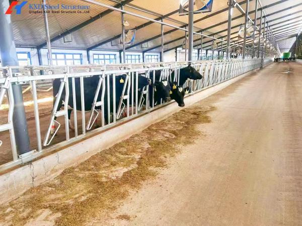 Quality Steel Cattle Sheds Easy Install Prefabricated Cow Farm Building for sale