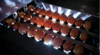 China Industrial Chicken Egg Washing Machine Automatic Chicken Egg Processing Line for sale