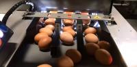 China Industrial Chicken Egg Washing Machine Automatic Chicken Egg Processing Line for sale
