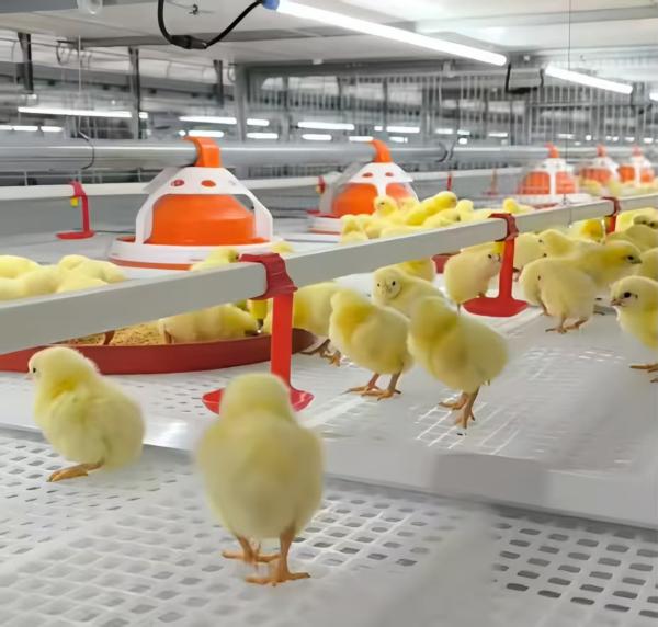 Quality Plastic Broiler Poultry Equipment Full Automatic Broiler Pan Feeder Customized for sale
