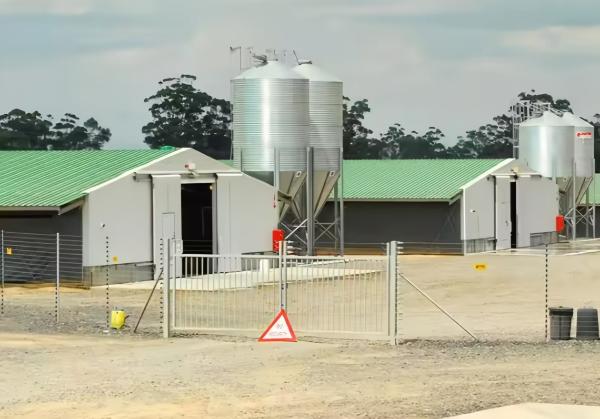 Quality Durable Steel Poultry House Automatic Feeding System Feeding Pan Poultry for sale