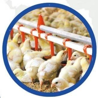 China Automatic Poultry Farm Drinking System For Broiler Chicken Shed for sale