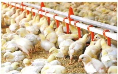 China Drinking System Fully Automatic Poultry Drinker , Broiler Chicken Drinker Customized for sale
