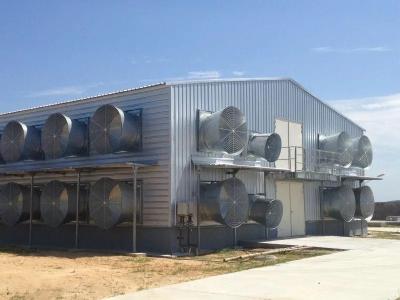 China Durable Poultry Breeding Equipment Galvanized Chicken House Solutions for sale