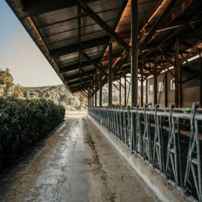 China Durable Galvanized Steel Cattle Shed with Customizable Design and Easy Assembly for Farm Breeding for sale