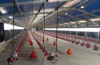 China Automatic manure cleaning  Full Automatic Poultry House Equipment Easy installation & maintenance for sale