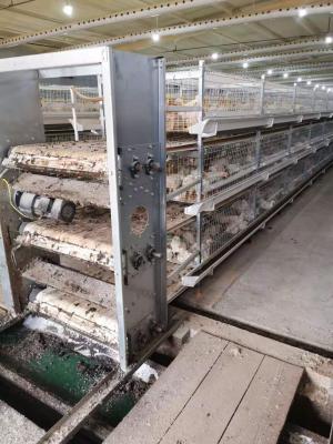 China Hot‑dip galvanized Full Automatic Poultry House Equipment Intelligent temperature unmanned for sale