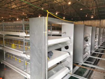 China Labor Saving Automatic Battery Cage Easy Operation Hygienic & Clean High Efficiency for sale