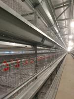 China High Survival Rate Fully Automatic Pullet Cage Space Saving Easy Operation High Efficiency for sale