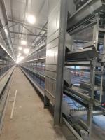 China High Survival Rate Fully Automatic Pullet Cage Space Saving Easy Operation High Efficiency for sale