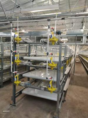China Hot-dip galvanized A & H Type Breeder Cage Equipment Parameters strong corrosion resistance for sale