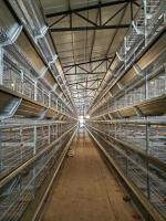 China Hot-dip Galvanized Automatic Layer Cage Equipment for Poultry Farm for sale