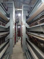 China Hot-dip Galvanized Automatic Layer Cage Equipment for Poultry Farm for sale