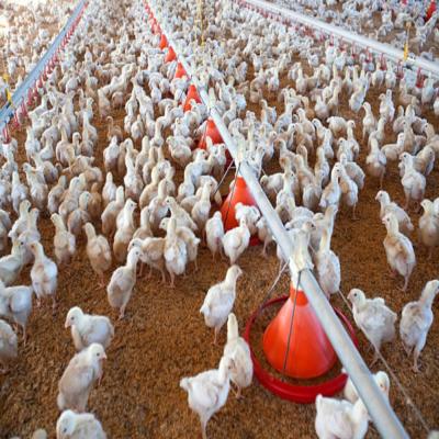 China Smart Poultry Care System with Automatic Feeding System and Real-Time Monitoring for Efficient Management for sale