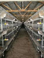 China Bestchickencage H-Type Layer Cage with Galvanized Material and Automated Supporting Systems for High-Density Stacking for sale