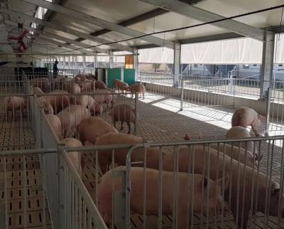China Hot Galvanized Prefabricated Steel Structure Pig House with Bolted Connection for Easy Installation for sale