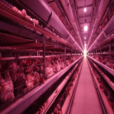 China Automatic Poultry House with Integrated Feeding System, High-Strength Steel Structure, and Intelligent Environmental Control for sale