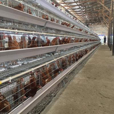 China Automatic Galvanized Steel Chicken Poultry Battery Cage with Manure Removal and Customizable Finishes for sale