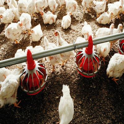 China Galvanized Steel Poultry Farming Equipment with Automatic Operation and High Efficiency Auto Feeding System for sale