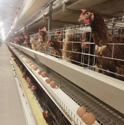 China Large Scale 10000 Birds Hot Dip Galvanized Poultry Chicken Cage with Automated Feeding System for sale