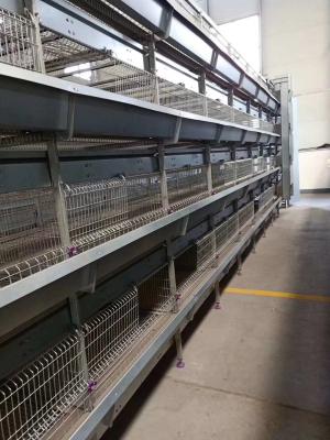 China Automatic Broiler Cage with Detachable Structure, Adjustable Supporting Frame, and Hot-Dip Galvanized Steel for Poultry Farming for sale