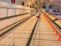 China Galvanized Steel Adjustable Height Corrosion Resistant Poultry Feeding System for Broilers for sale