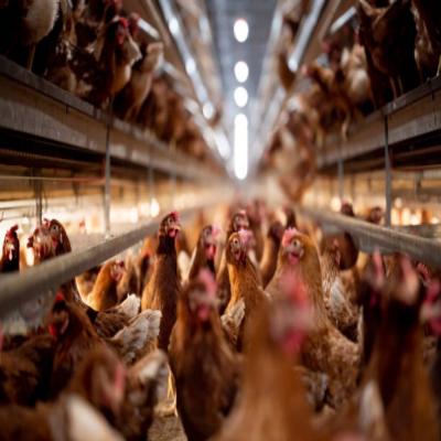 China Rapid Installation Modular Poultry House with Corrosion Resistance for Modern Farming for sale