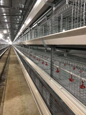China Hot-dip Galvanized Steel Pullet Cage with Automatic Egg Collection and Customizable Design Poultry Equipment for sale