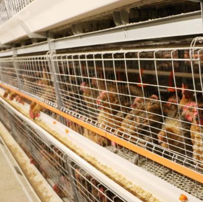 China Corrosion Resistant Poultry Farm Equipment with Automatic Egg Collection and Versatile Cage Design for sale