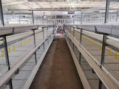 China Agrieso Full Automatic Hot Galvanized 4 Tier Poultry Farm Cage with Manure Removal System for sale