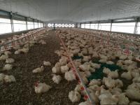 China Modular Structure Automatic Pan Feeding System for High Energy Efficiency Broiler Floor Farming with Quick Assembly for sale