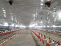 China Modular Structure Automatic Pan Feeding System for High Energy Efficiency Broiler Floor Farming with Quick Assembly for sale