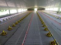 China Modular Structure Automatic Pan Feeding System for High Energy Efficiency Broiler Floor Farming with Quick Assembly for sale