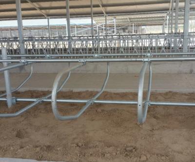 China Hot DIP Galvanized Cow Freestall with Customized Size and Bolt Connection for Cattle Farm Equipment for sale