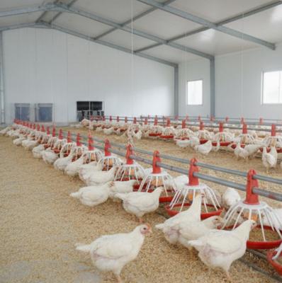 China Hot-Dip Galvanized Poultry House Feeding Equipment with Low Failure Rate and Long Service Life for Automatic Feed Distribution for sale