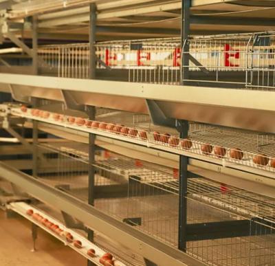 China Low Cost Steel Structure Chicken House with Quick Assembly and Customizable Finishes for Poultry Farming for sale