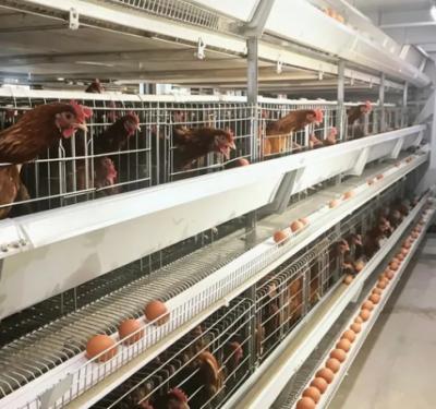 China 3rd to 8th Floor Hot-Dip Galvanized Steel Poultry House with Automated Feeding System and Automatic Chicken Cage for sale