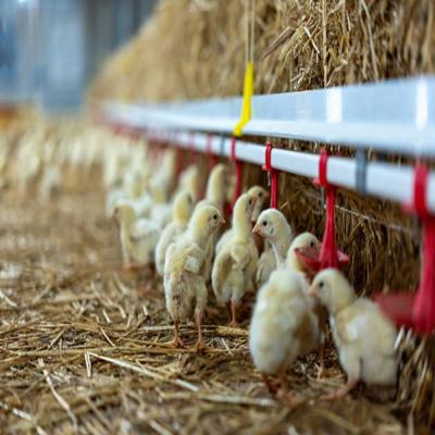 China Corrosion Resistant Automated Poultry House Equipment with Low Maintenance and Automatic Operation for Commercial Farming for sale