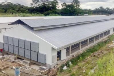 China Nigeria Steel Poultry House with Bolts Connection Sandwich Panel Wall and H Section Steel Column for sale