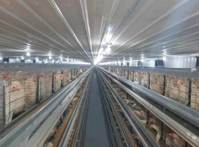 China 20000 Birds Capacity Hot-dip Galvanized Automatic Layer Chicken Cage Poultry Farm Equipment for sale